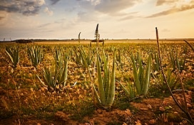 Forever Living - The Aloe Vera Company (LT)